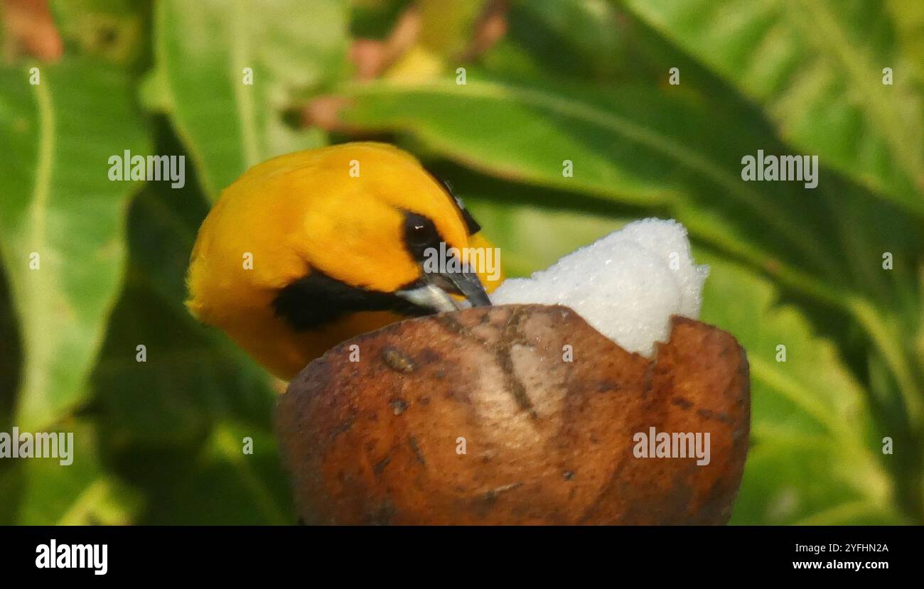 Yellow Oriole (Icterus nigrogularis Stock Photo - Alamy