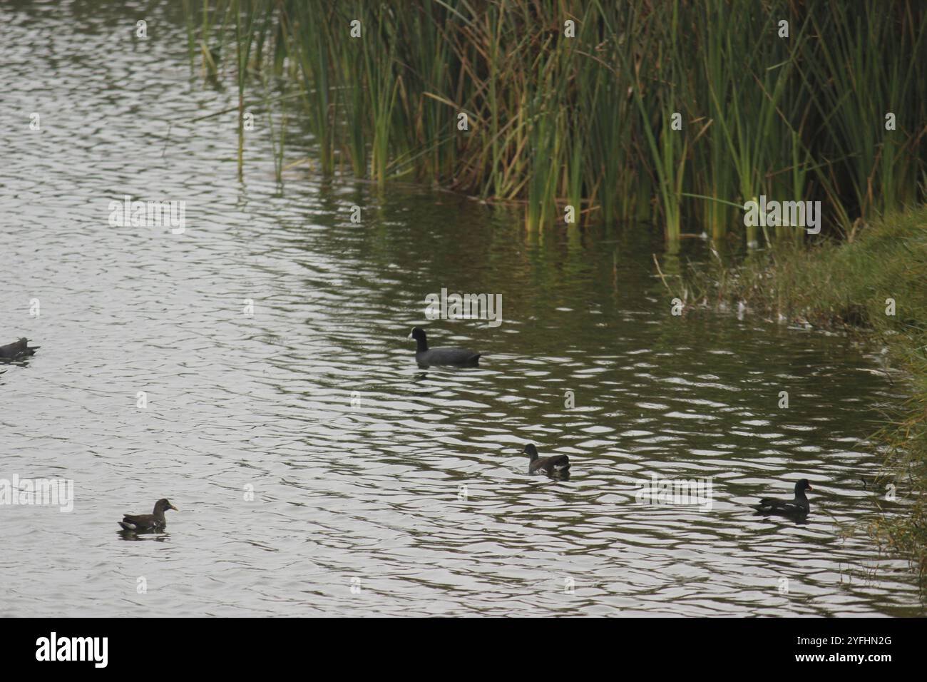 Slate-colored Coot (Fulica ardesiaca Stock Photo - Alamy