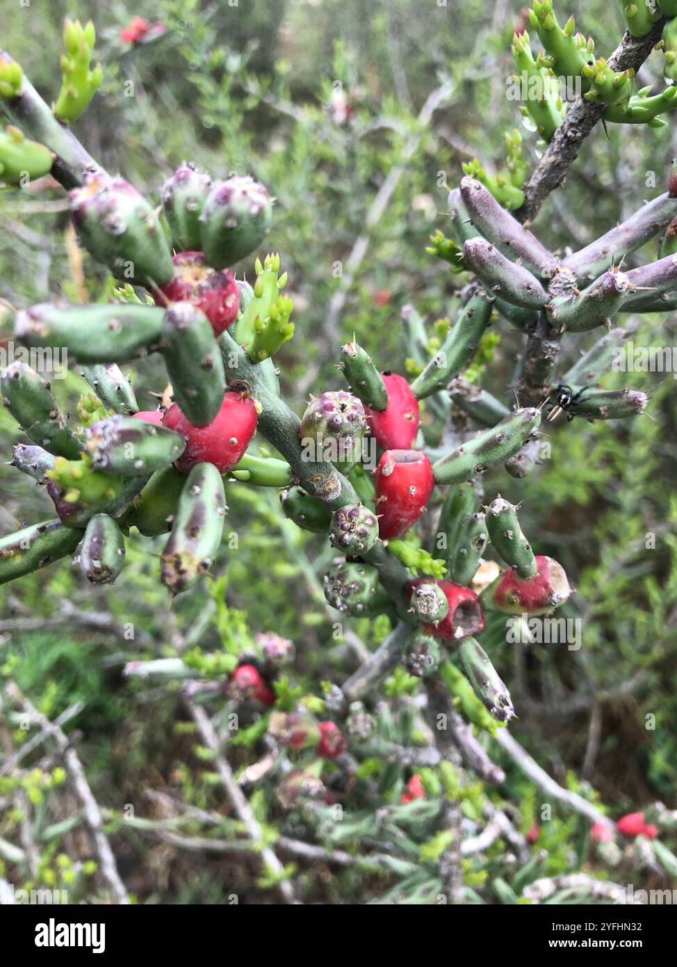 Christmas cholla (Cylindropuntia leptocaulis Stock Photo - Alamy