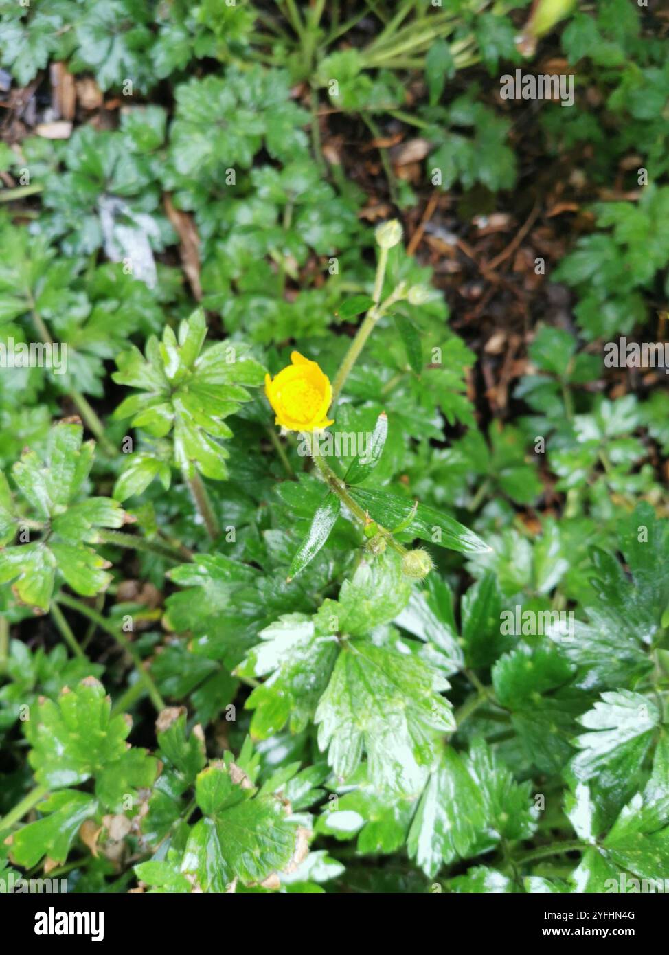 Creeping buttercup (Ranunculus repens Stock Photo - Alamy