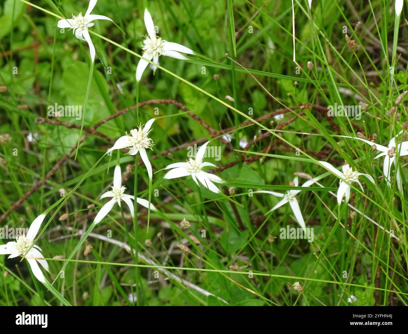whitetop sedge (Rhynchospora colorata Stock Photo - Alamy