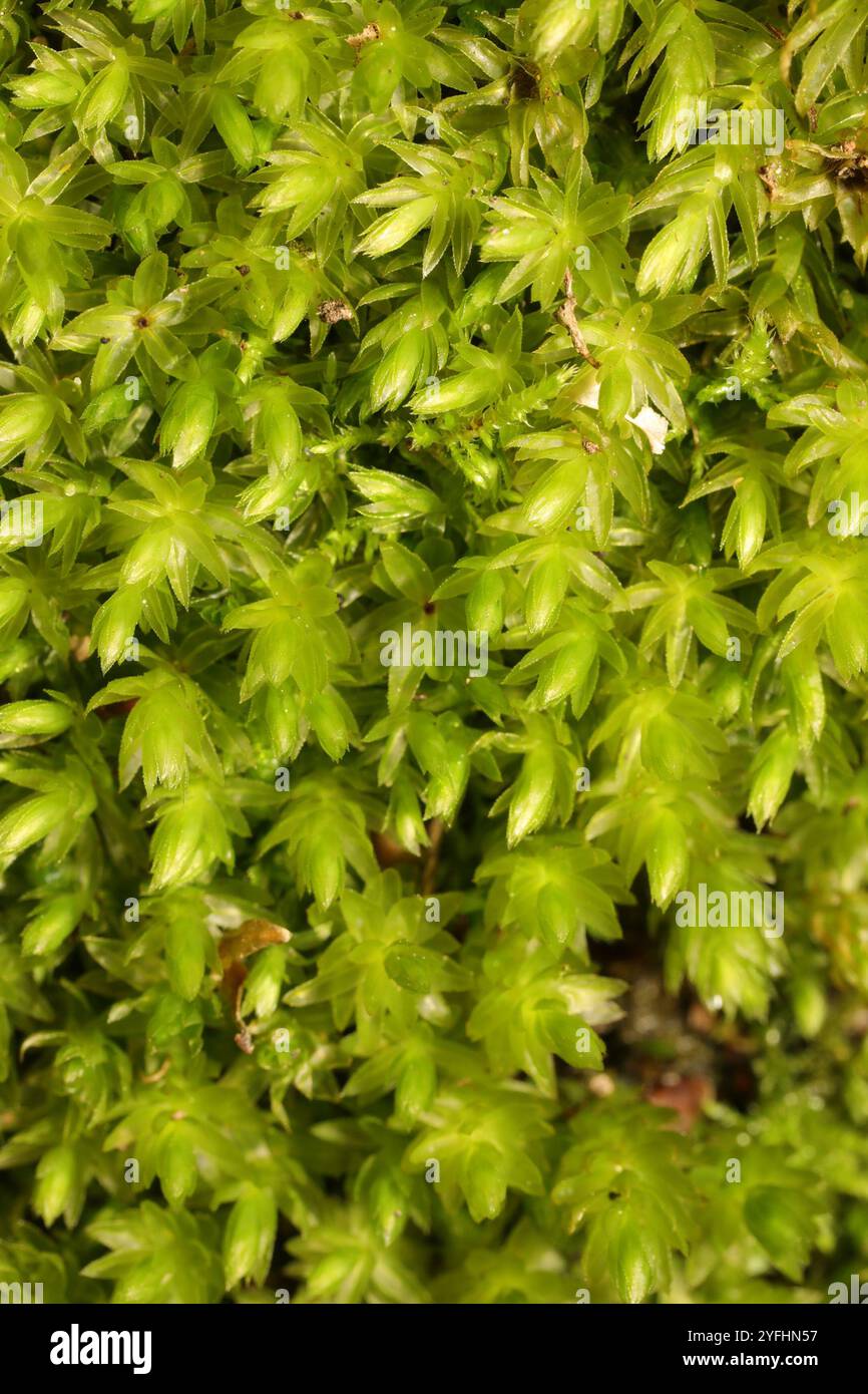 Horn Calcareous Moss (Mnium hornum Stock Photo - Alamy