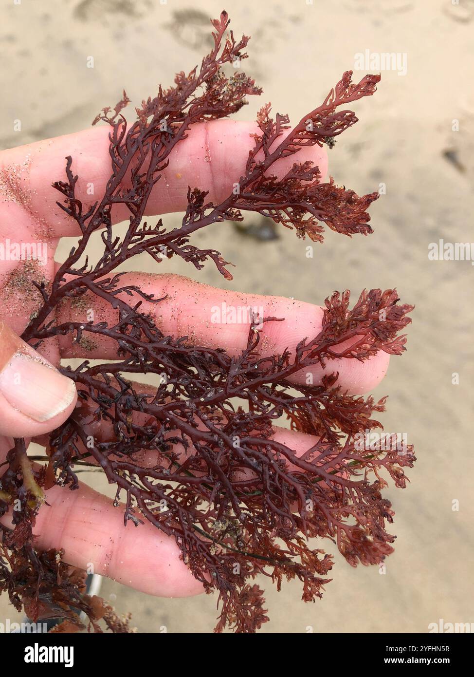 Plocamium cartilagineum hi-res stock photography and images - Alamy