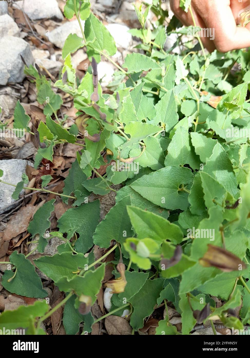 Spanish Birthwort (Aristolochia pistolochia Stock Photo - Alamy