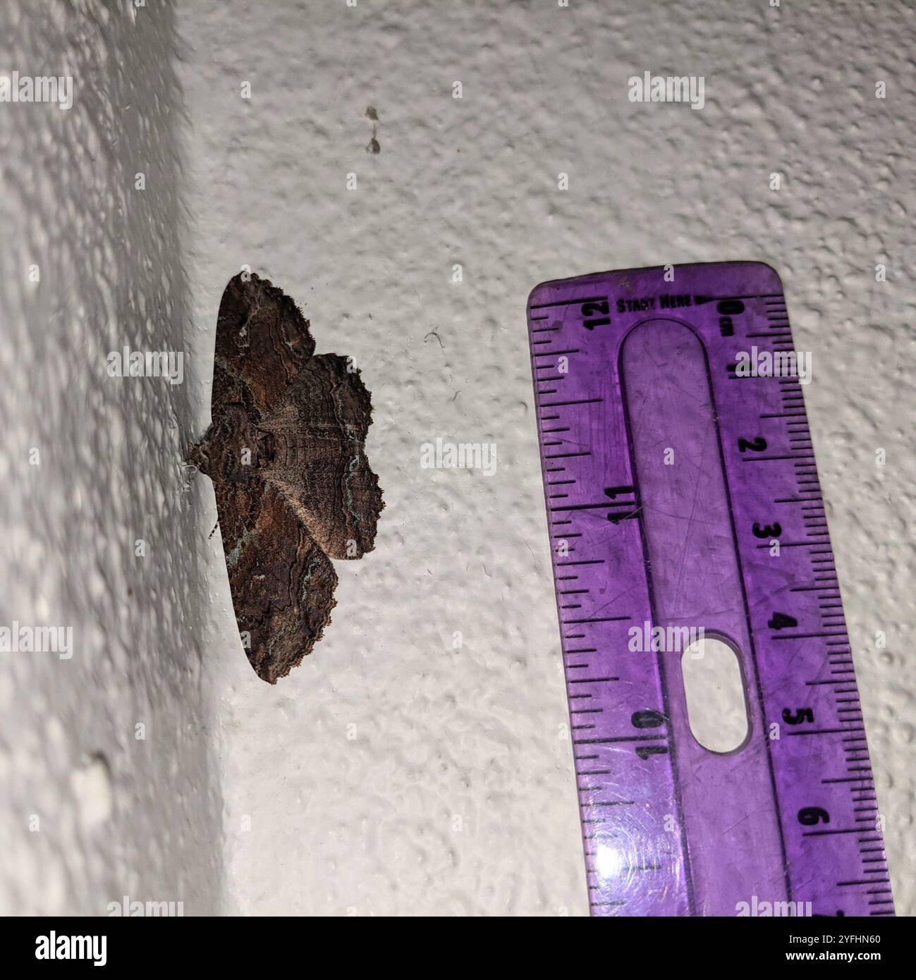 Lunate Zale Moth (Zale lunata Stock Photo - Alamy