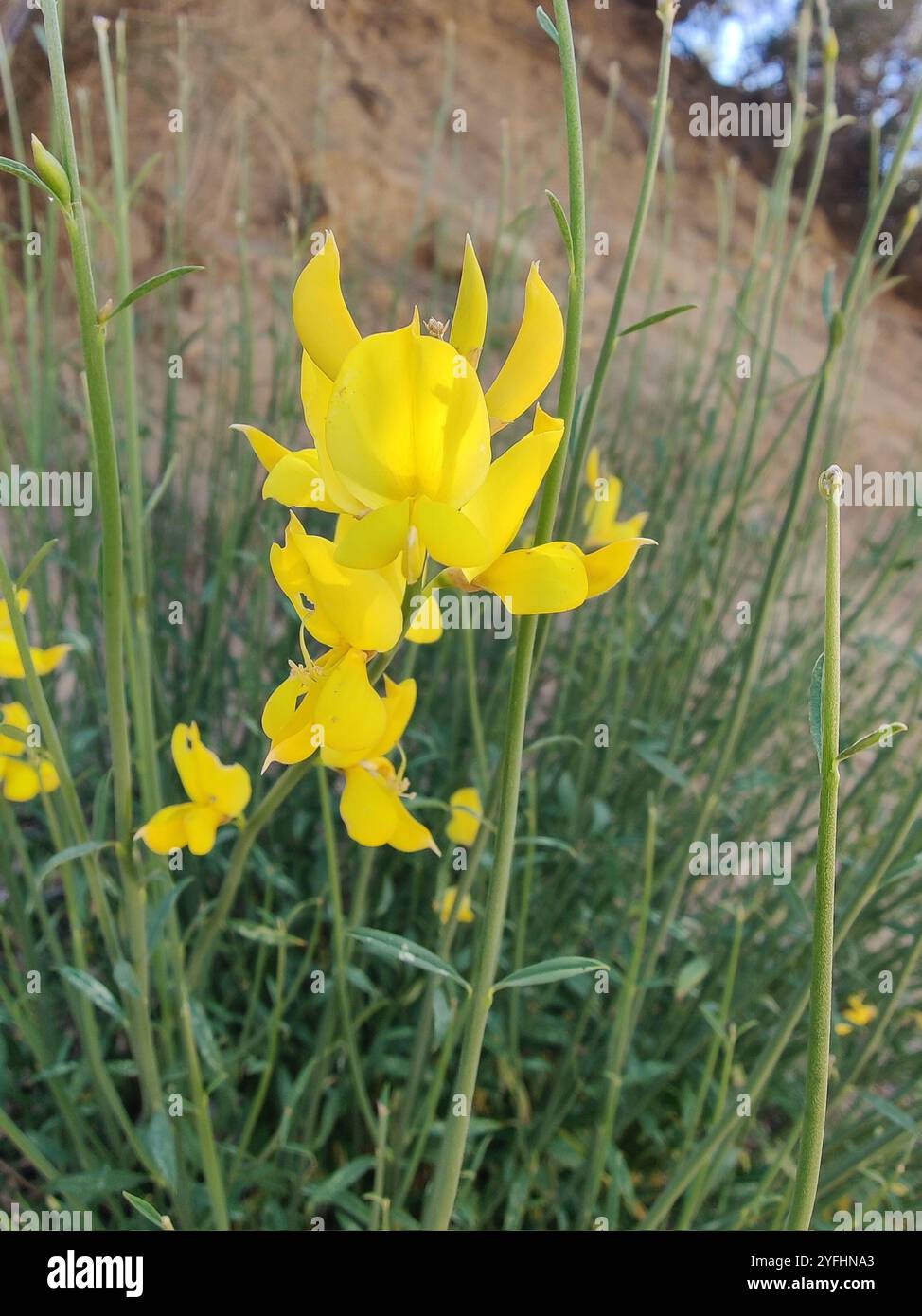 Spanish Broom (Spartium junceum Stock Photo - Alamy