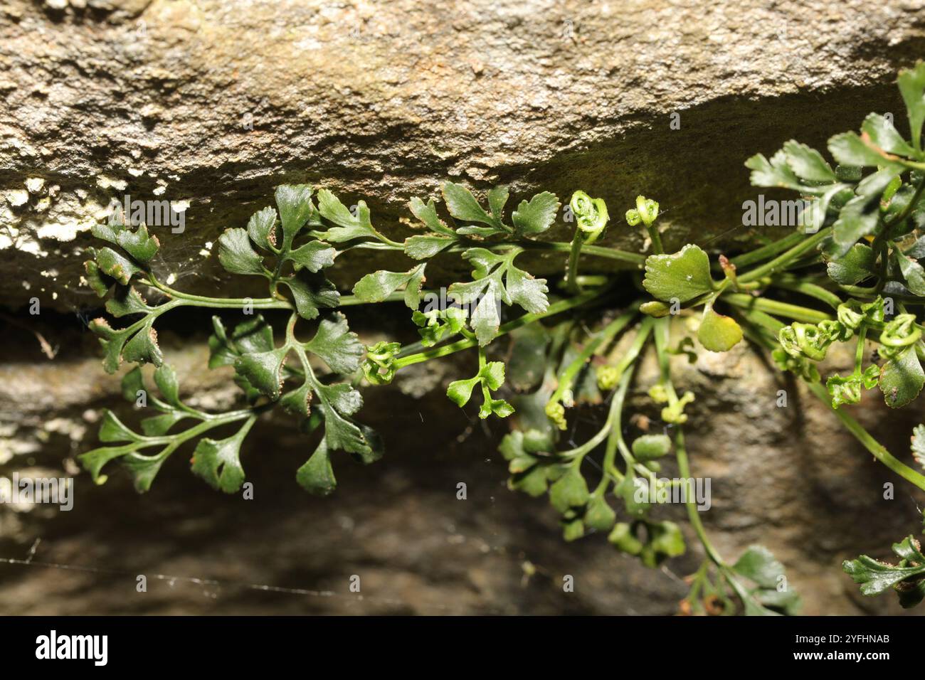 wall-rue (Asplenium ruta-muraria Stock Photo - Alamy