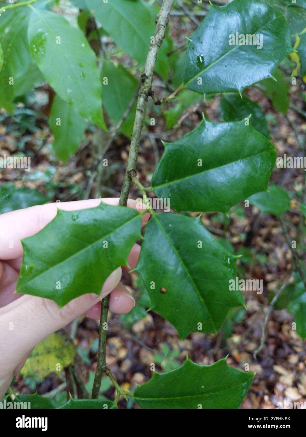 American holly (Ilex opaca Stock Photo - Alamy