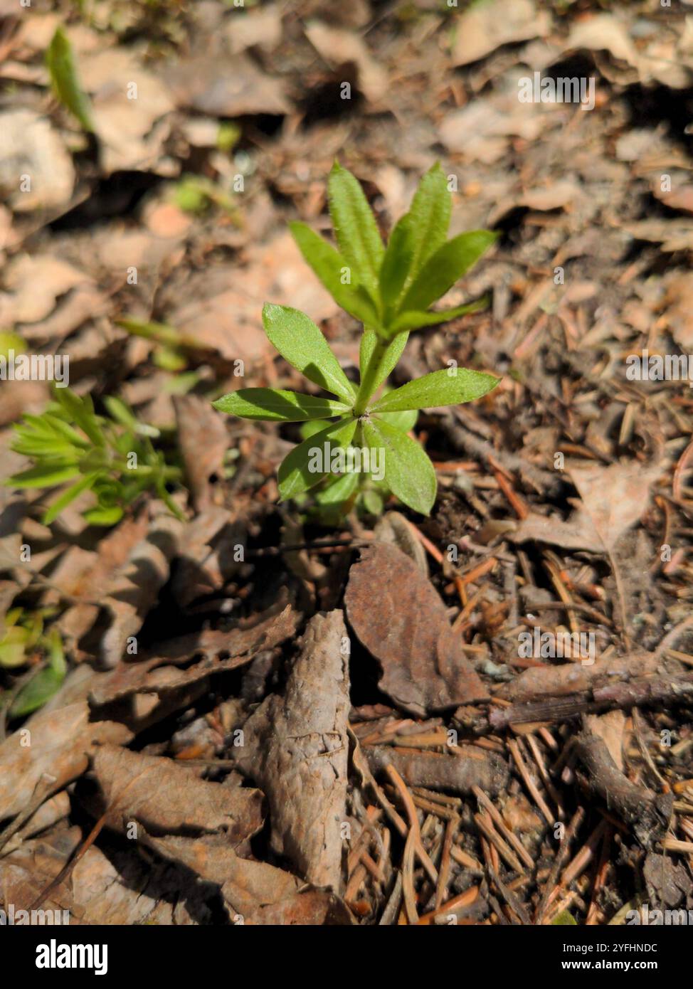 fragrant bedstraw (Galium triflorum Stock Photo - Alamy