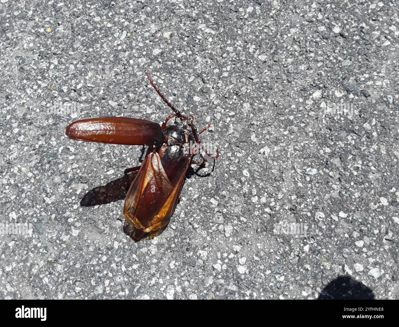 California Root Borer (Prionus californicus Stock Photo - Alamy