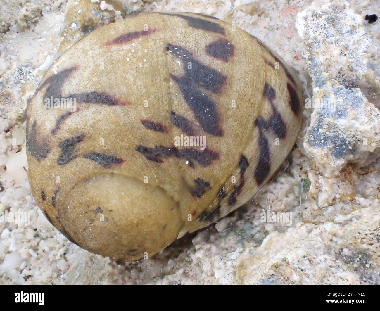 Bleeding Tooth Nerite (Nerita peloronta Stock Photo - Alamy