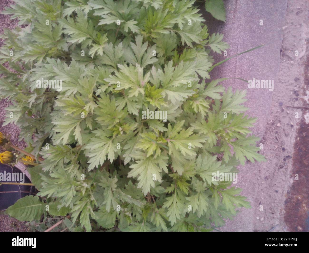 common mugwort (Artemisia vulgaris Stock Photo - Alamy