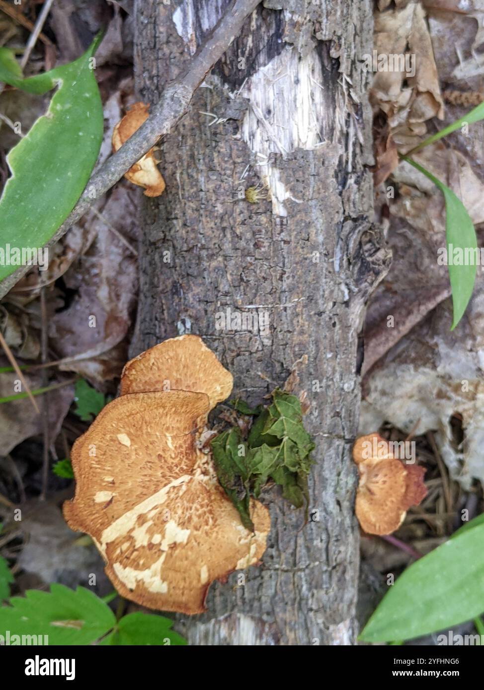 hexagonal-pored polypore (Neofavolus alveolaris Stock Photo - Alamy
