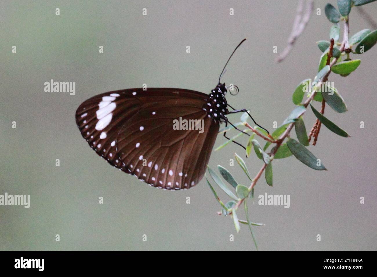 Purple Crow Butterfly (Euploea tulliolus Stock Photo - Alamy