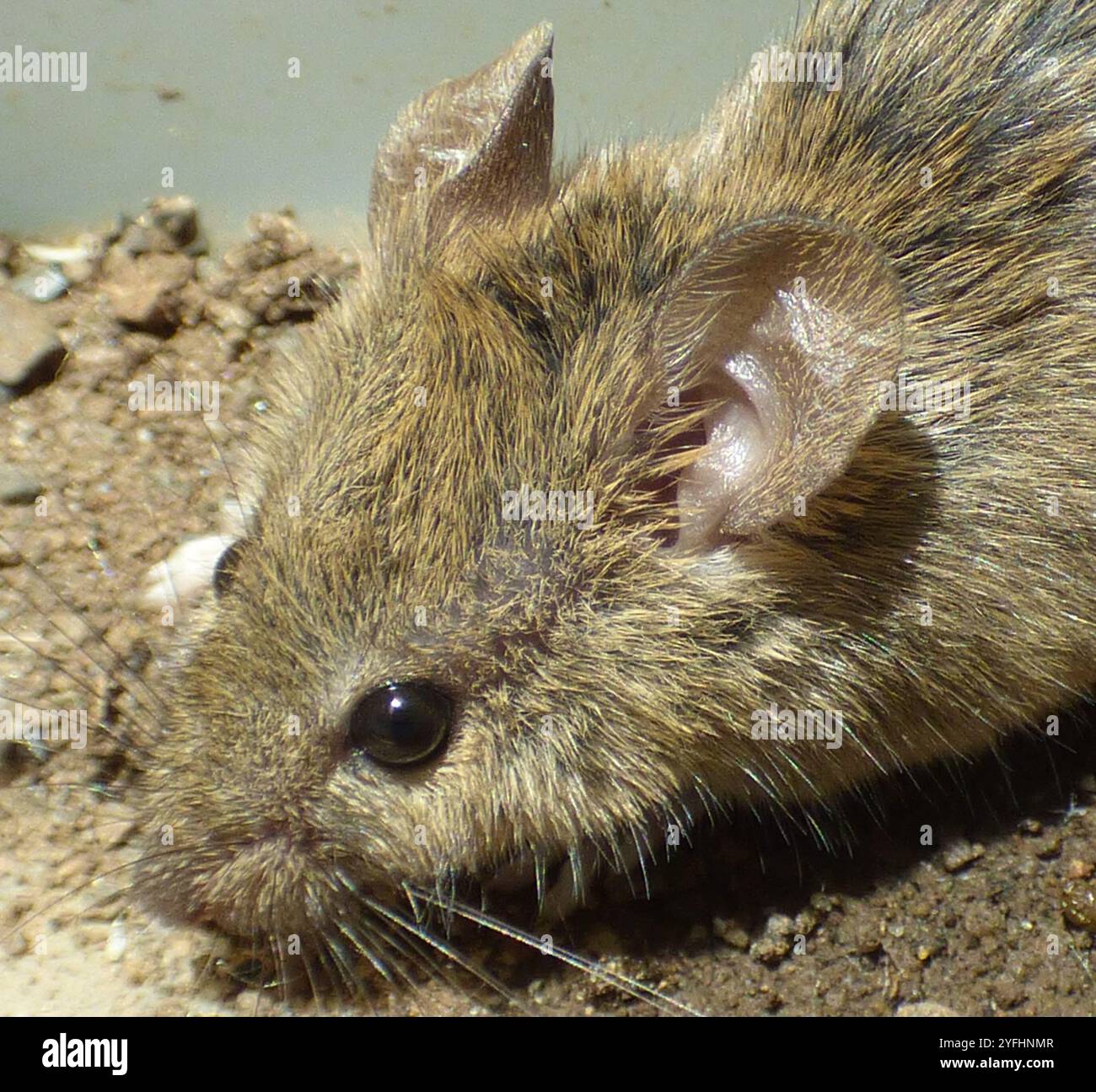 House Mouse (Mus musculus Stock Photo - Alamy