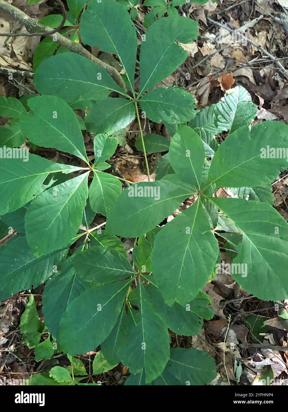 Red Buckeye (Aesculus pavia Stock Photo - Alamy