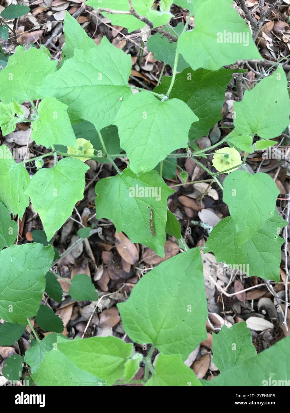 clammy groundcherry (Physalis heterophylla Stock Photo - Alamy