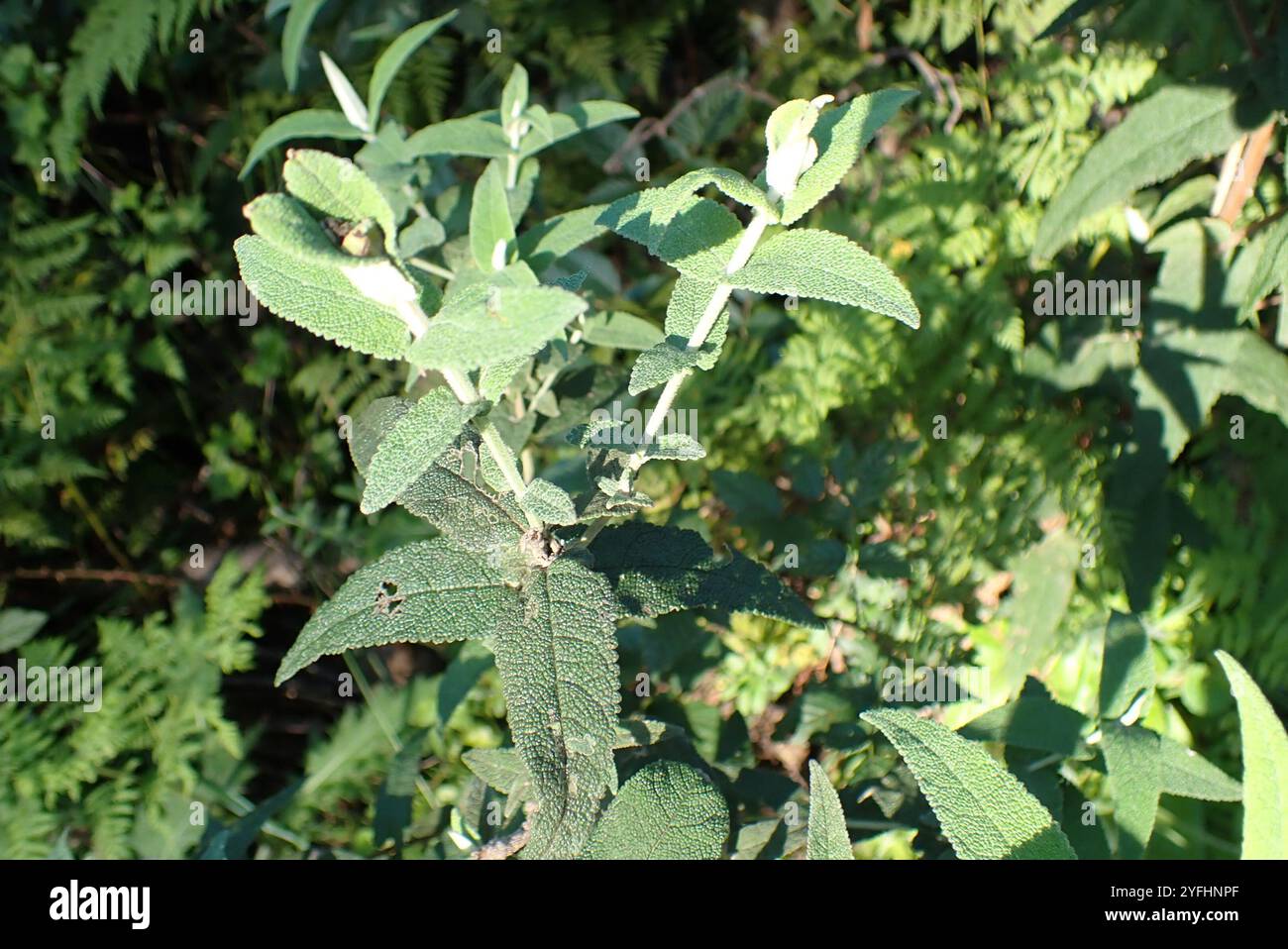 Sagewood (Buddleja salviifolia Stock Photo - Alamy