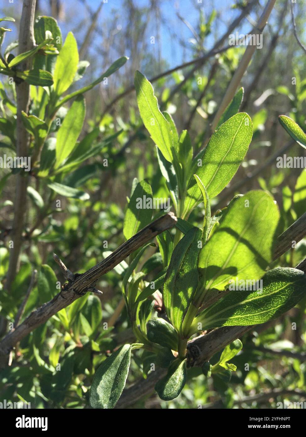 marsh elder (Iva frutescens Stock Photo - Alamy