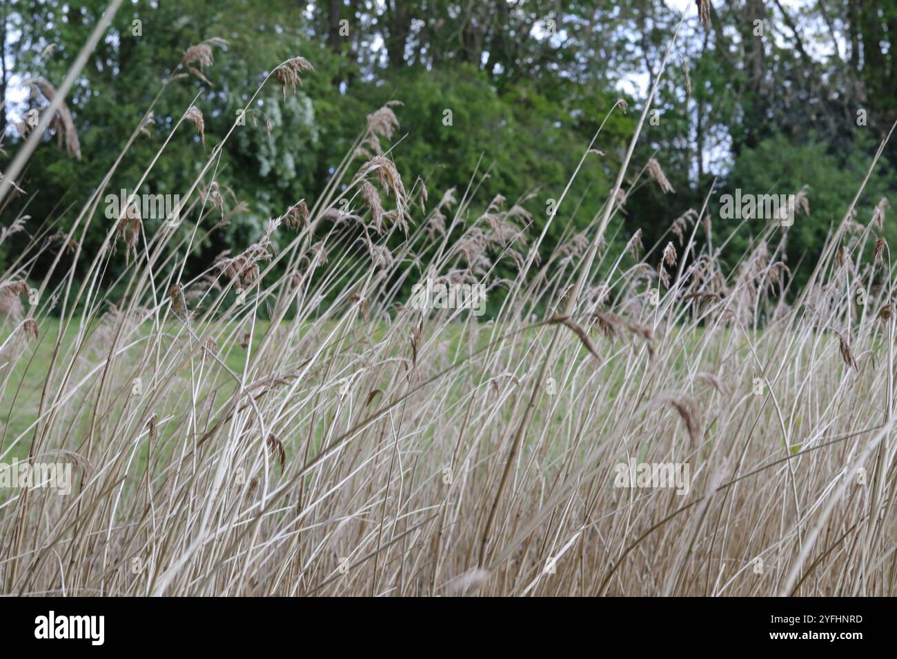 European reed (Phragmites australis australis Stock Photo - Alamy