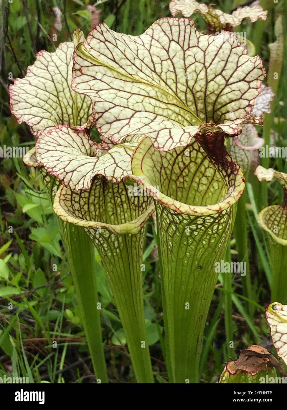 Moore's Pitcher Plant (Sarracenia × moorei Stock Photo - Alamy