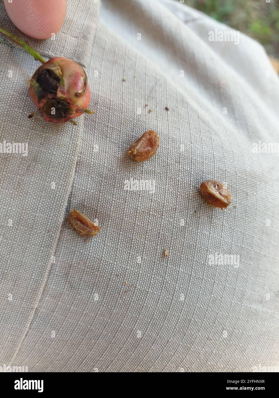 Brainerds hi-res stock photography and images - Alamy