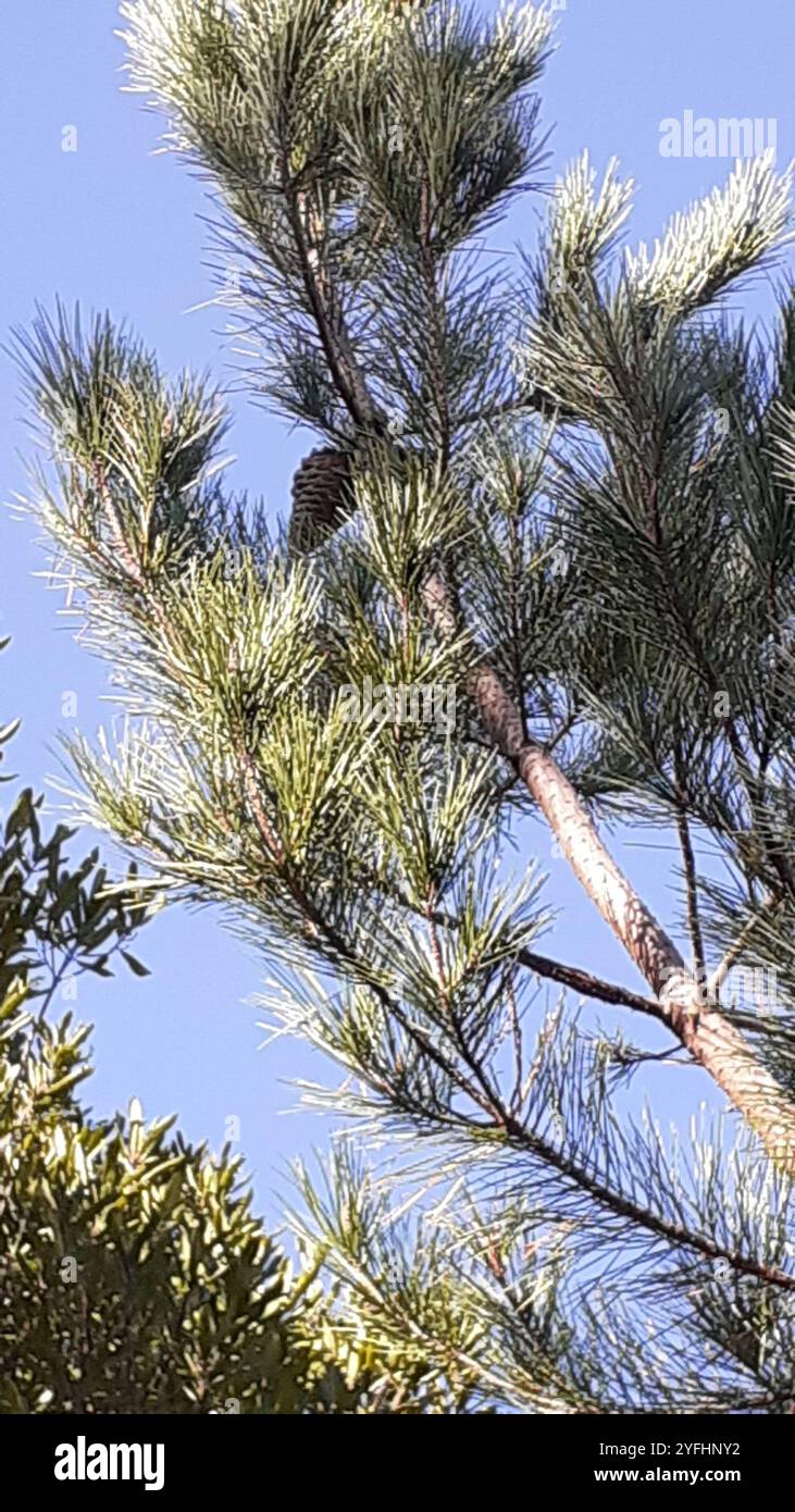 Monterey pine (Pinus radiata Stock Photo - Alamy