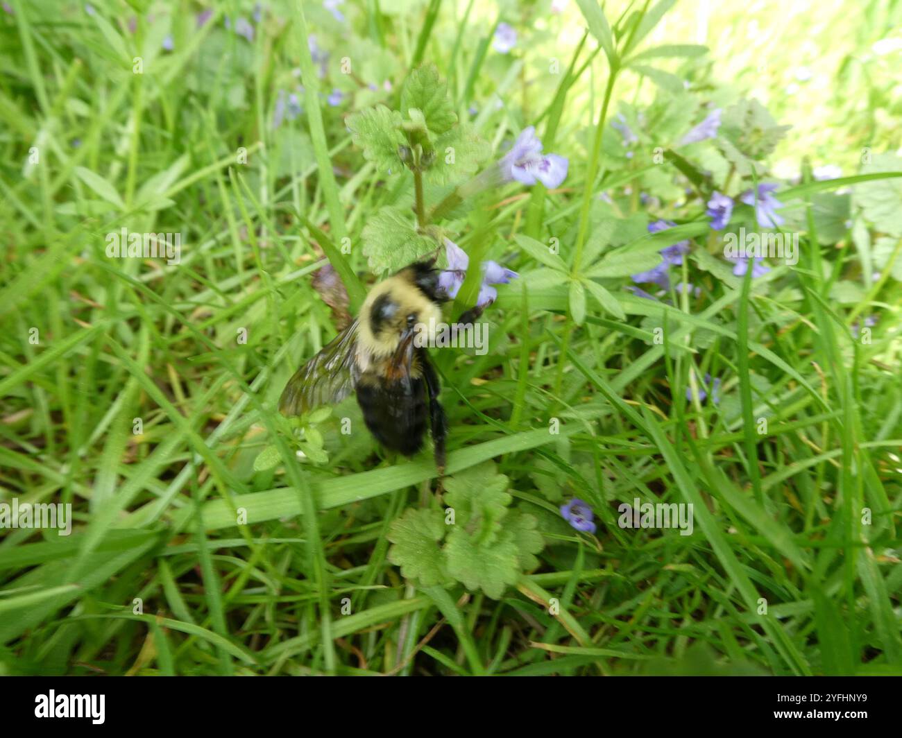 Two-spotted Bumble Bee (Bombus bimaculatus Stock Photo - Alamy