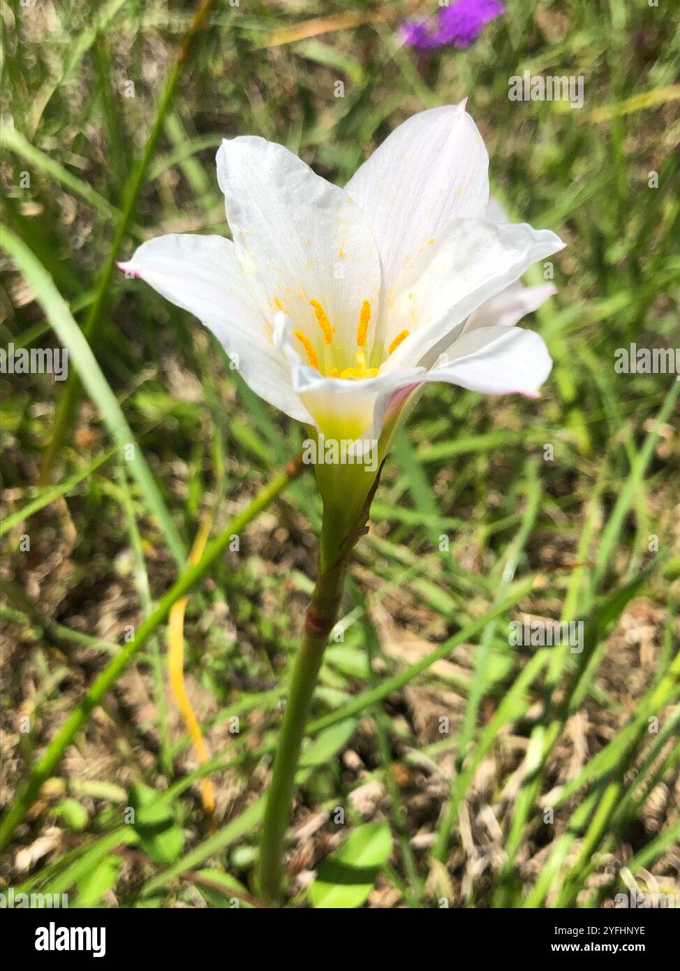 Simpson's zephyr lily (Zephyranthes simpsonii Stock Photo - Alamy