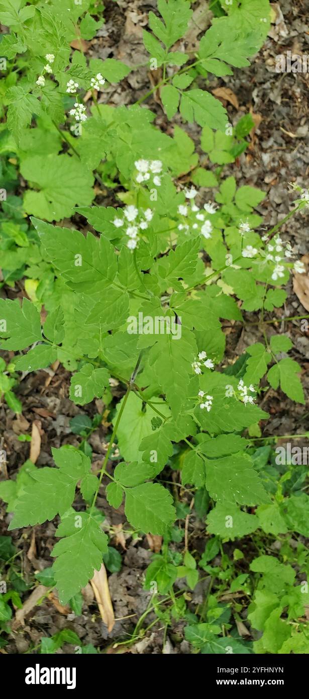 sweet cicely (Osmorhiza Stock Photo - Alamy