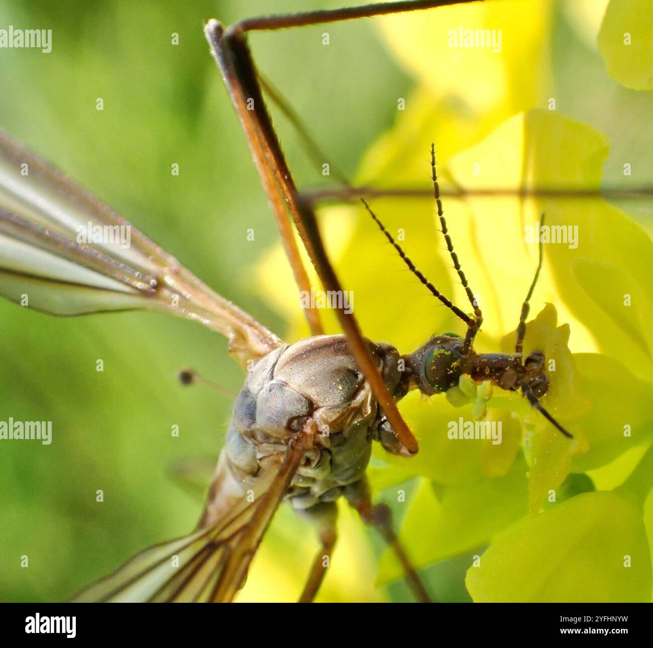 black-striped cranefly (Tipula vernalis Stock Photo - Alamy
