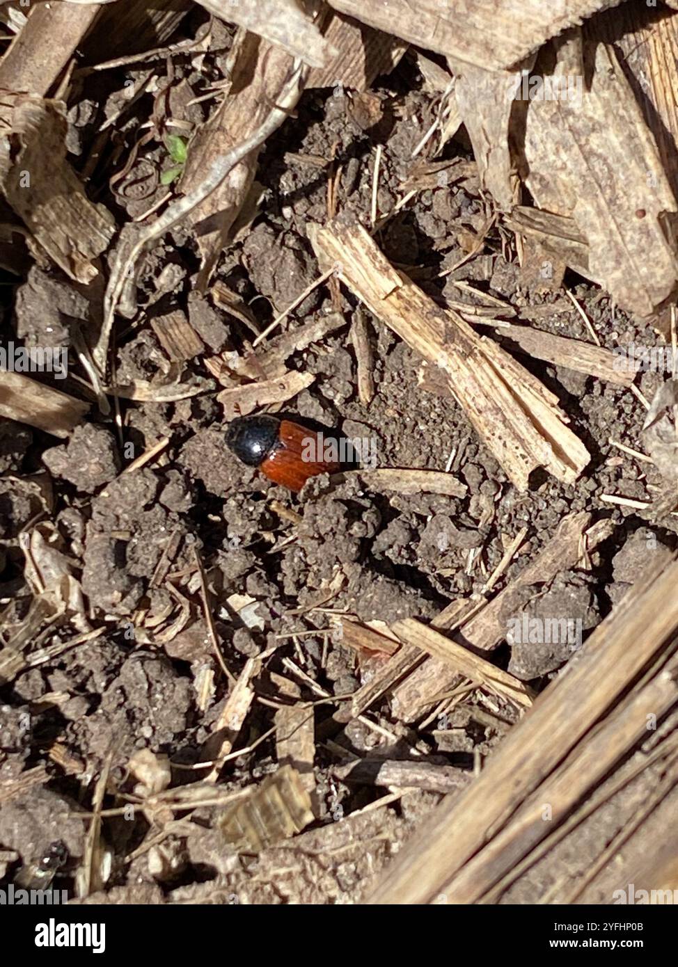 Water, Rove, Scarab, Long-horned, Leaf, and Snout Beetles (Polyphaga ...