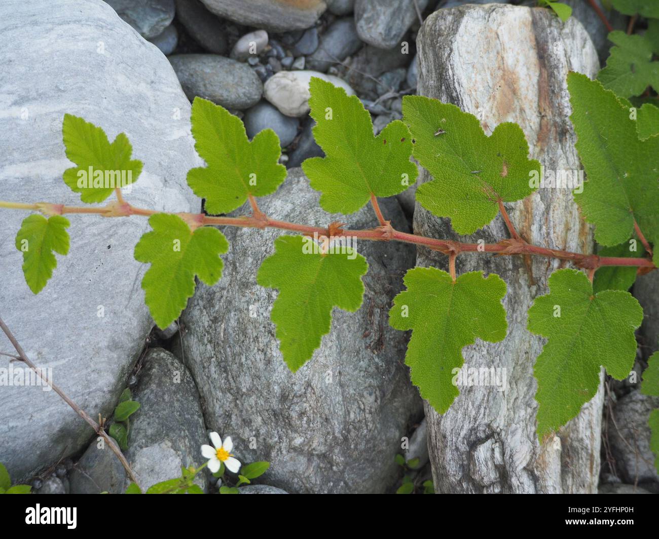 Formosan Raspberry (Rubus formosensis Stock Photo - Alamy