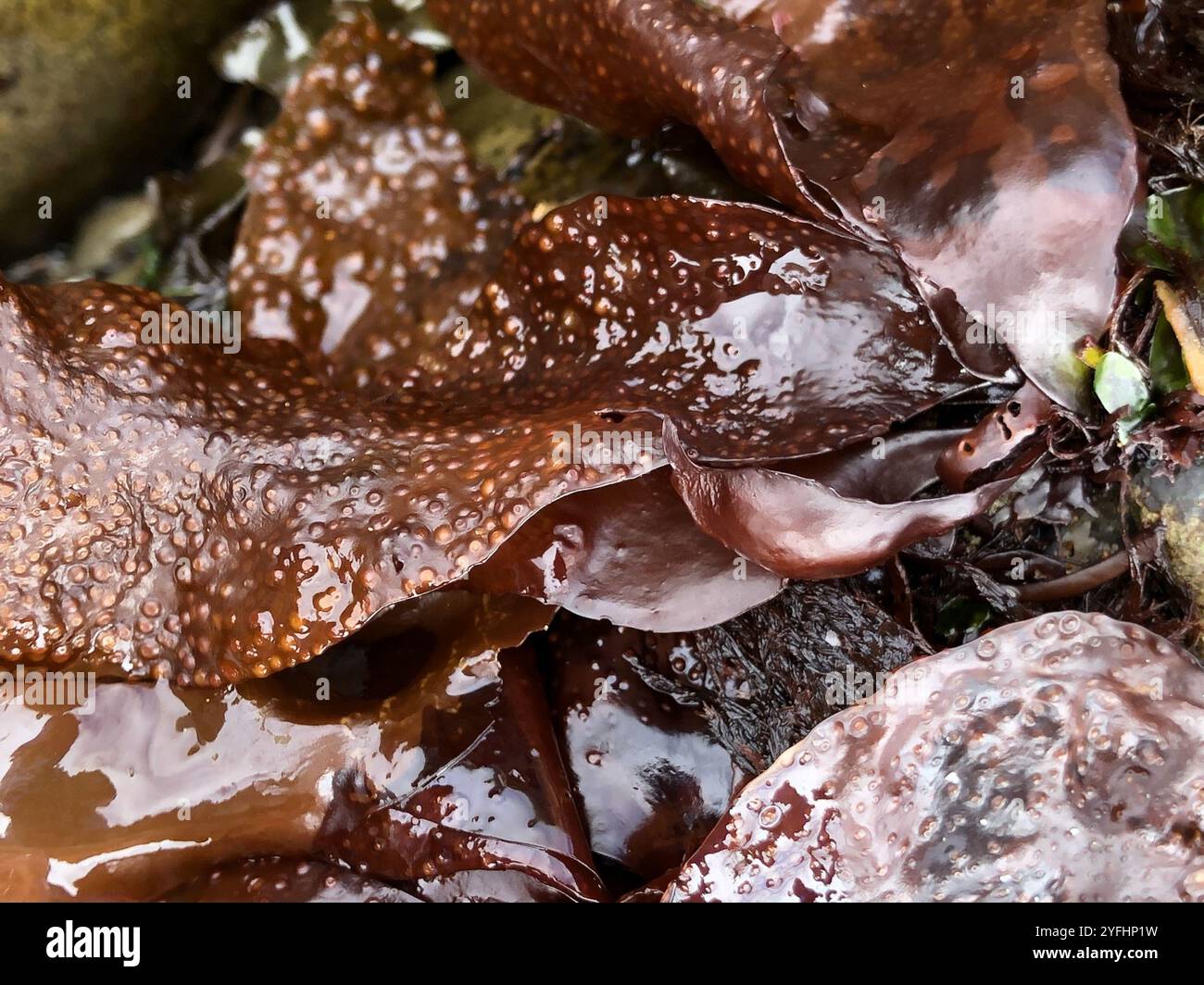 Gigartinaceae hi-res stock photography and images - Alamy