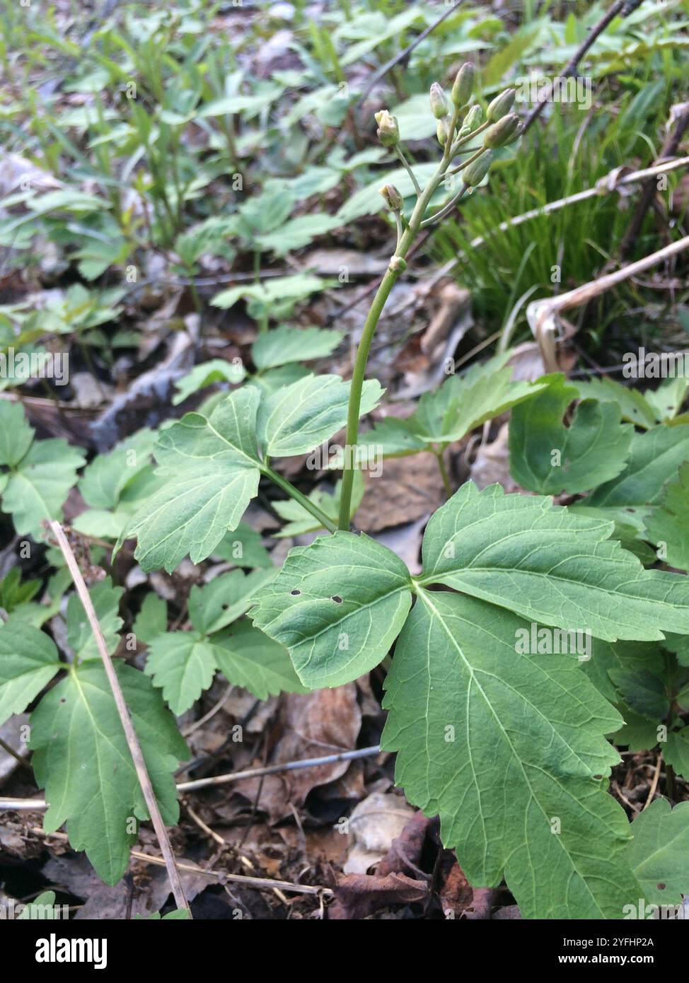 Two-leaved Toothwort (Cardamine diphylla Stock Photo - Alamy