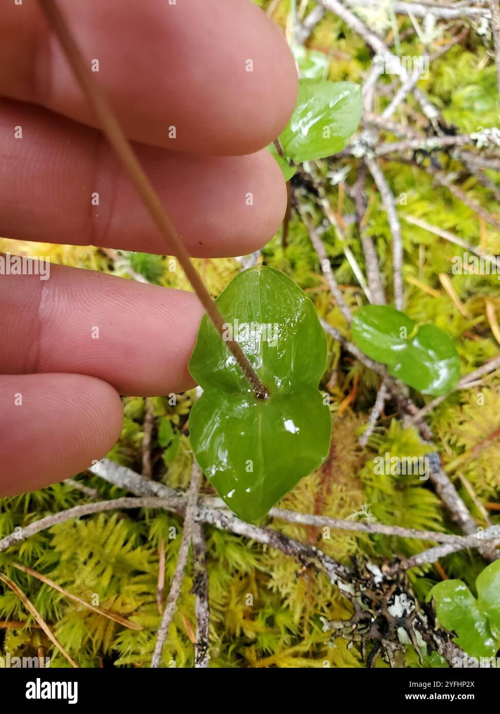Heartleaf Twayblade (Neottia cordata Stock Photo - Alamy