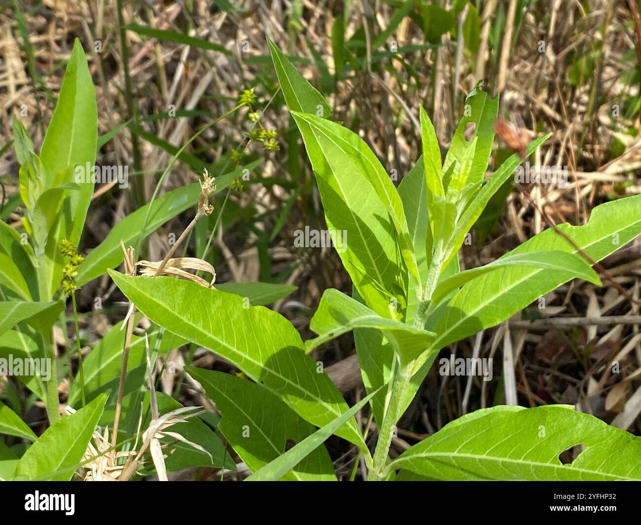 Swamp loosestrife decodon verticillatus hi-res stock photography and ...