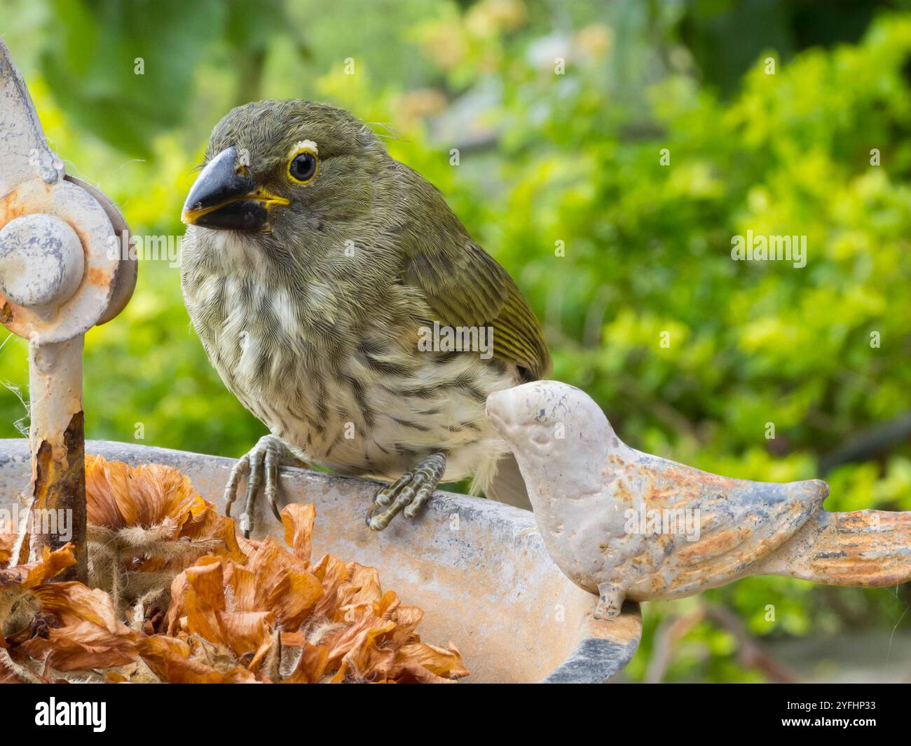 Streaked saltator hi-res stock photography and images - Alamy