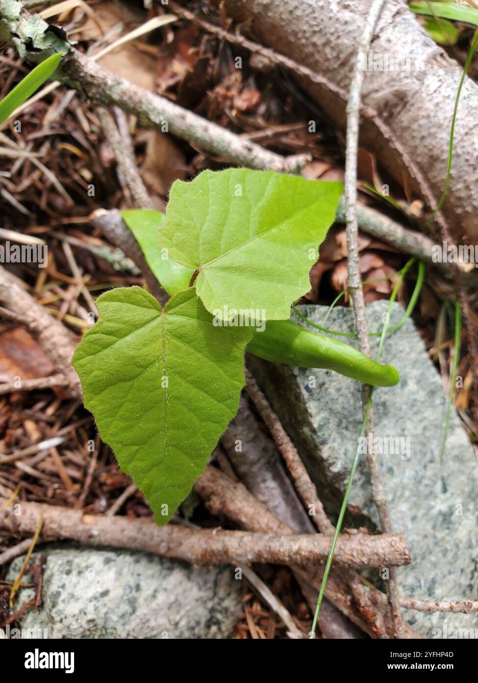 bigleaf maple (Acer macrophyllum Stock Photo - Alamy