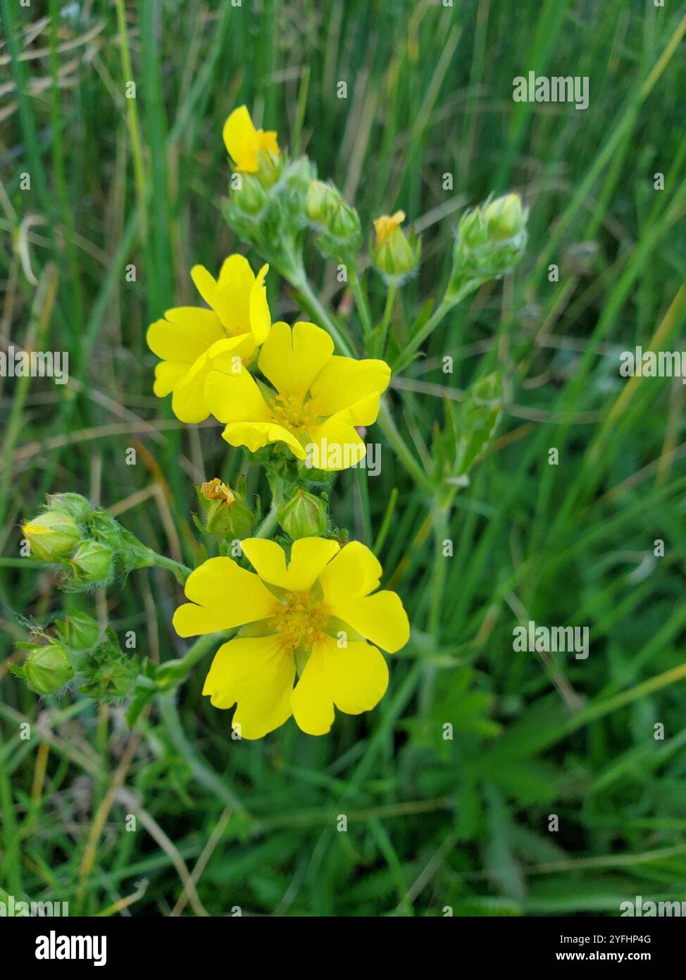 slender cinquefoil (Potentilla gracilis Stock Photo - Alamy
