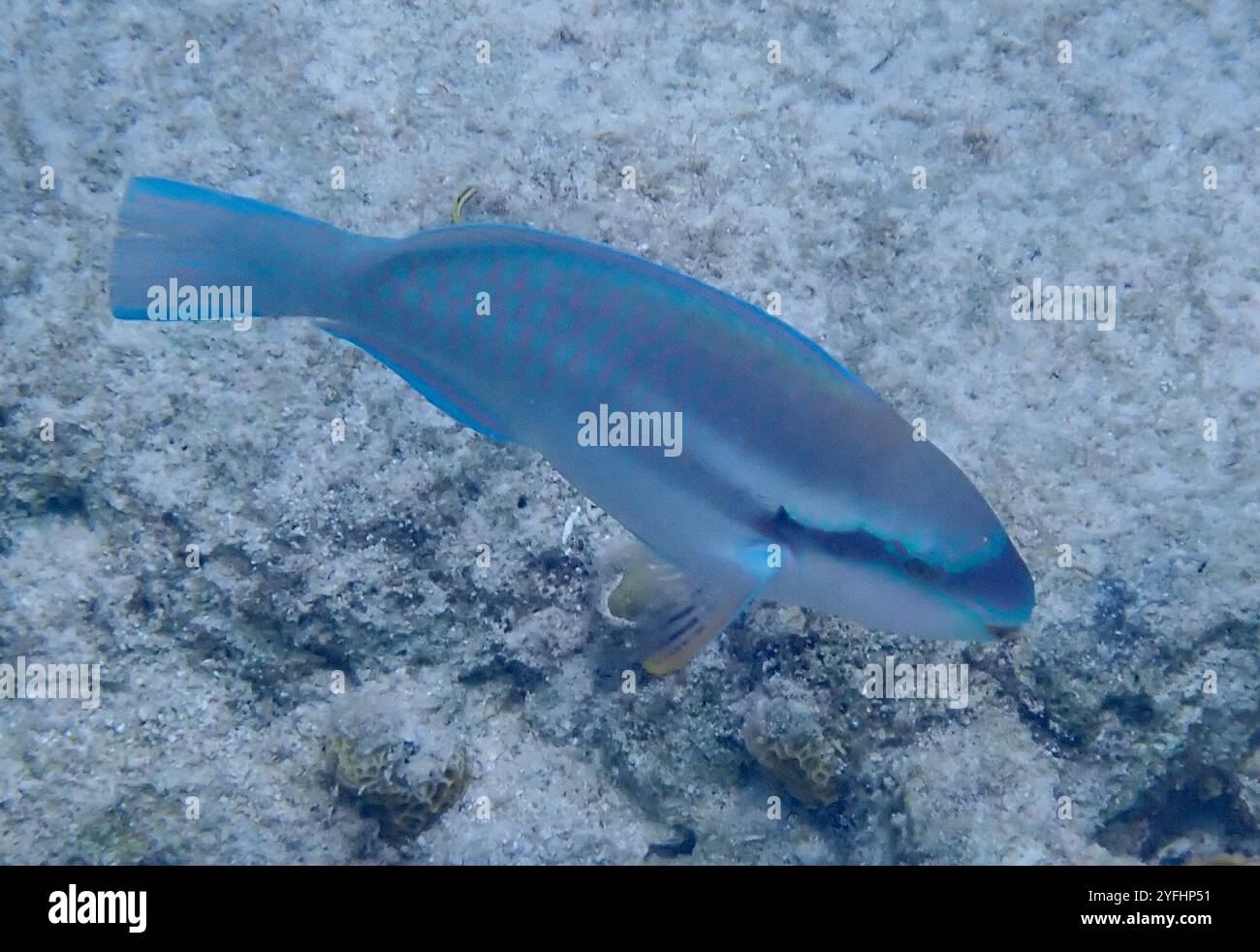 Scarus iseri hi-res stock photography and images - Alamy
