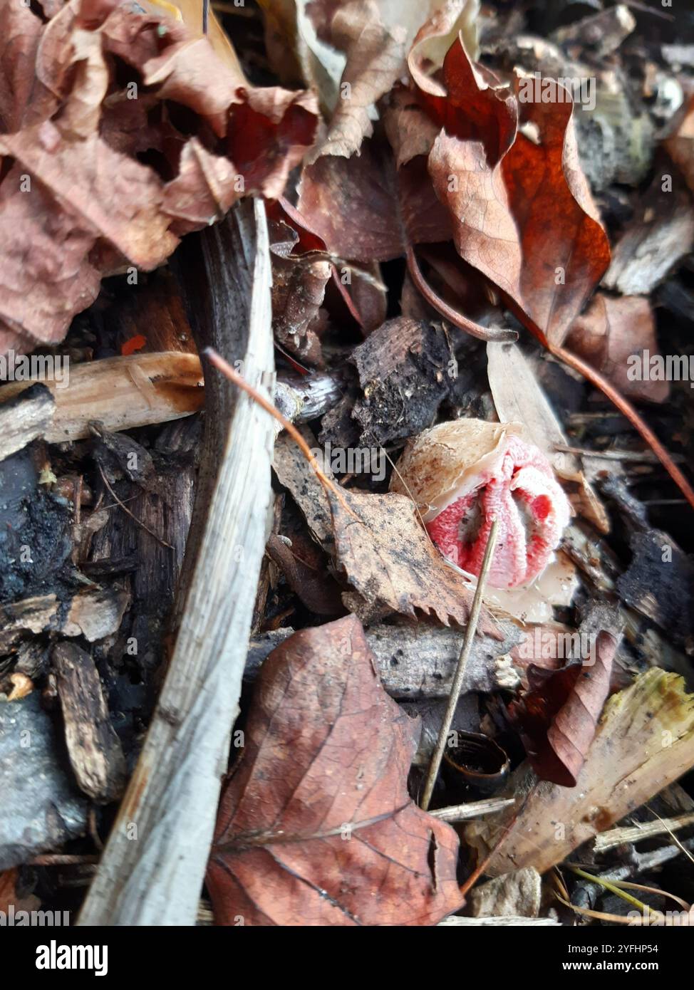 stinkhorns and allies (Phallales Stock Photo - Alamy