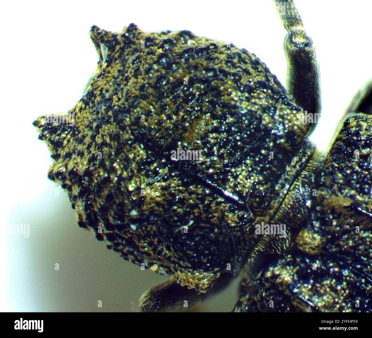 Two-horned Powder-post Beetle (Lichenophanes bicornis Stock Photo - Alamy