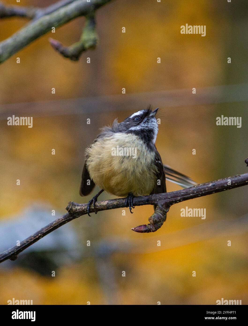 Cute fantail bird New Zealand in Autumn Stock Photo - Alamy