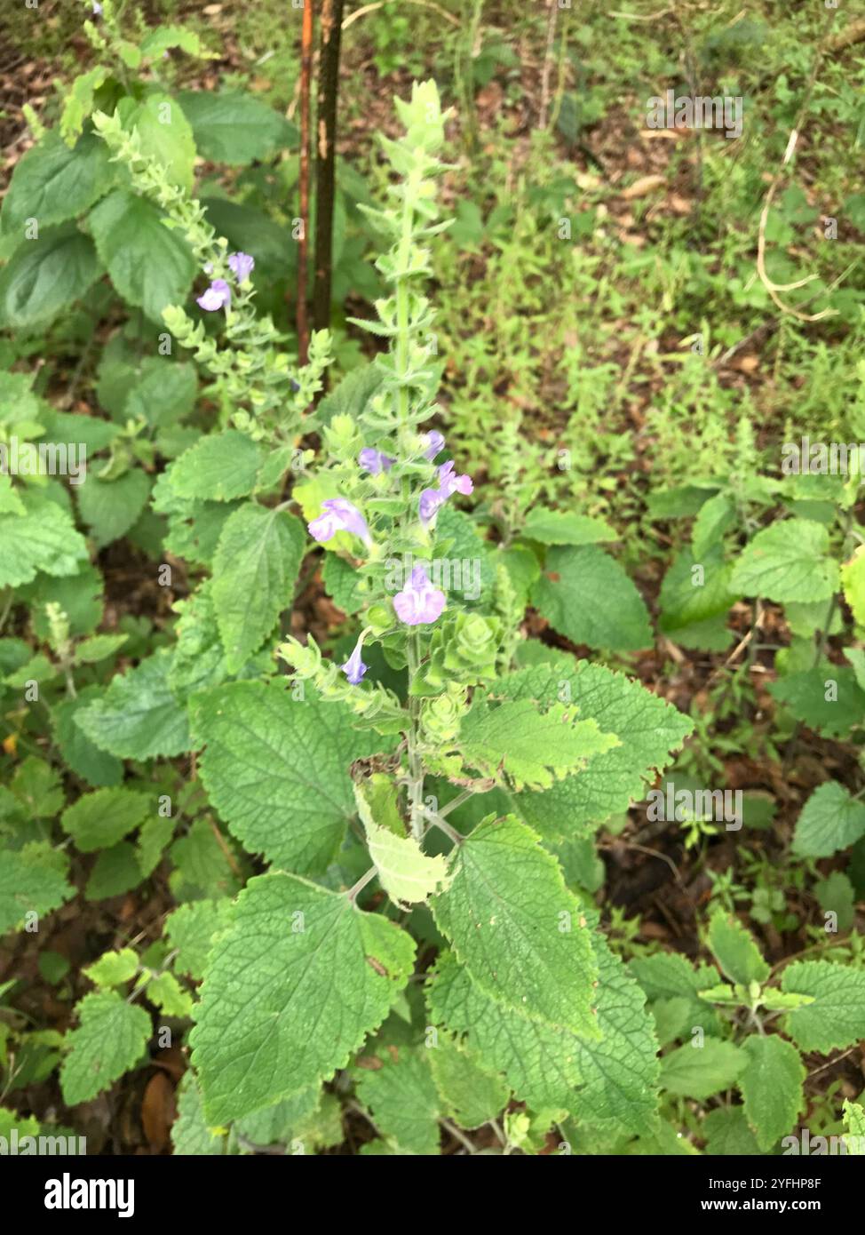 big-bracted heartleaf skullcap (Scutellaria ovata bracteata Stock Photo ...