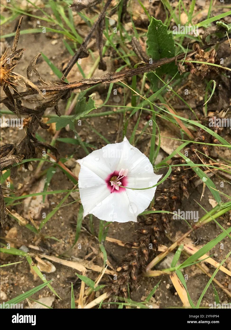 Texas bindweed (Convolvulus equitans Stock Photo - Alamy