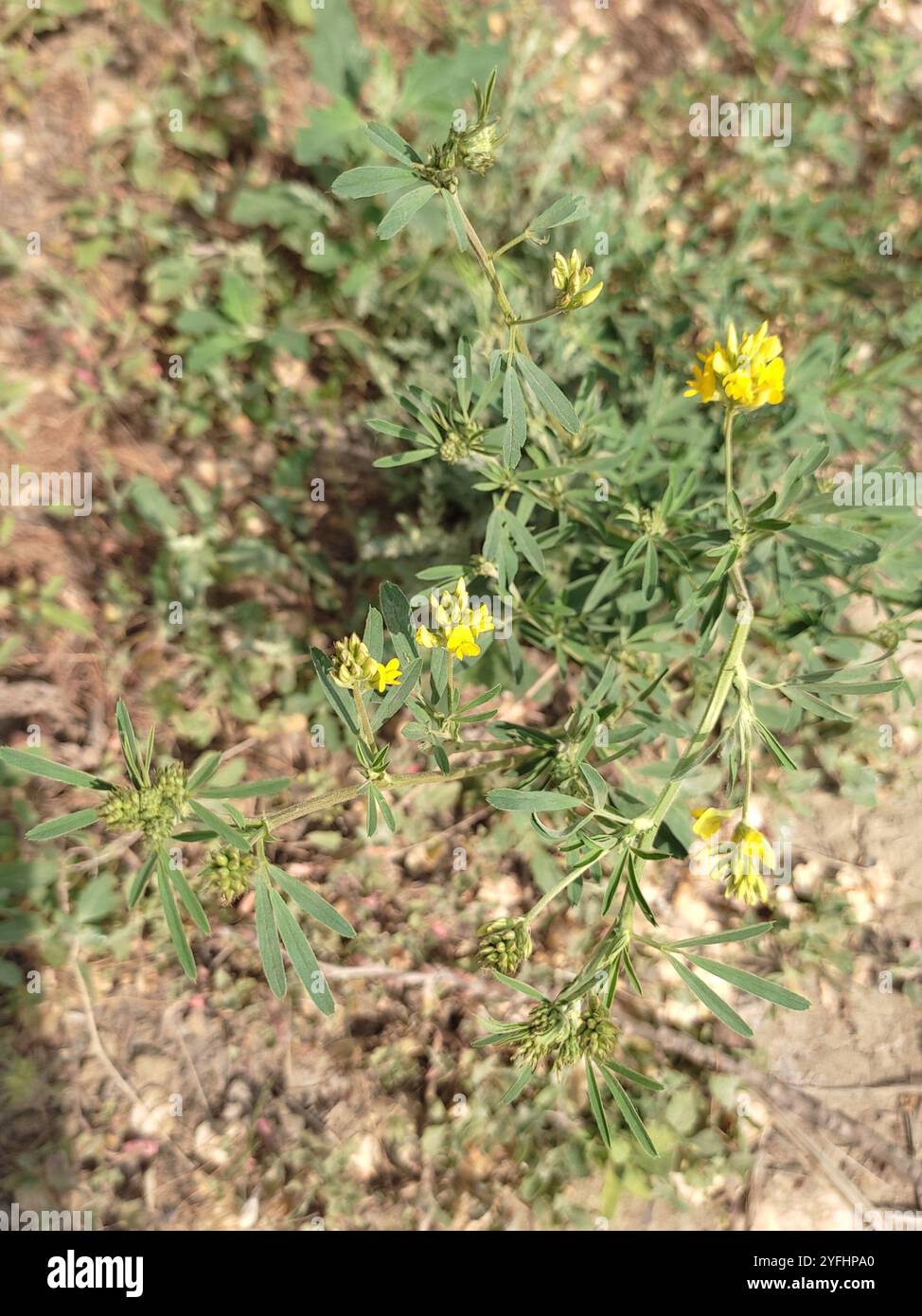 sickle alfalfa (Medicago falcata Stock Photo - Alamy