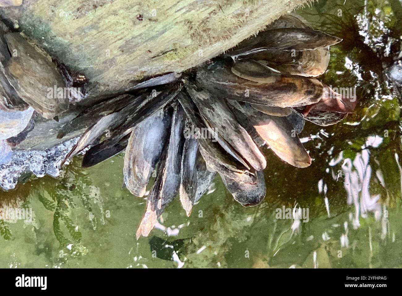 Isognomon isognomon hi-res stock photography and images - Alamy