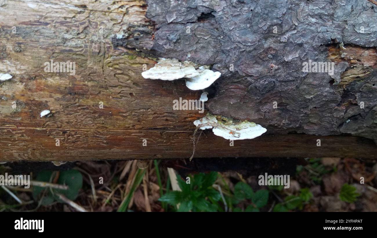 Purplepore Bracket (Trichaptum abietinum Stock Photo - Alamy