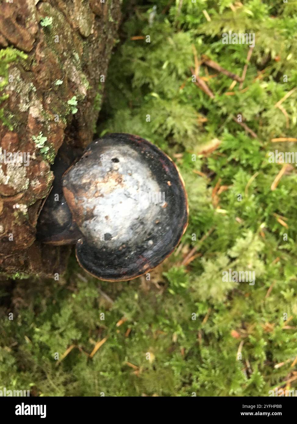 Northern Red Belt (Fomitopsis mounceae Stock Photo - Alamy